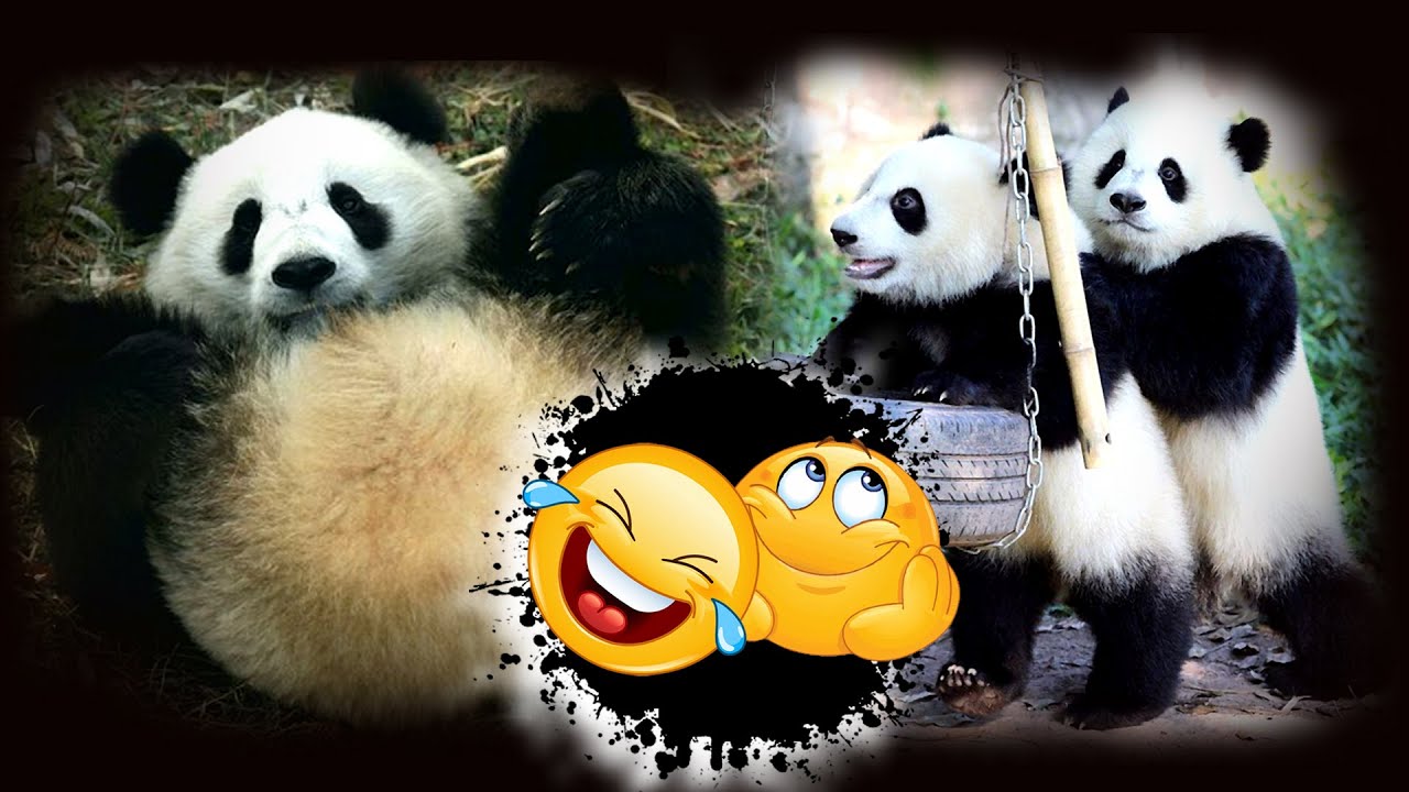 Panda fools everyone with its incredible juggling skills-@Top-10-Hit ...