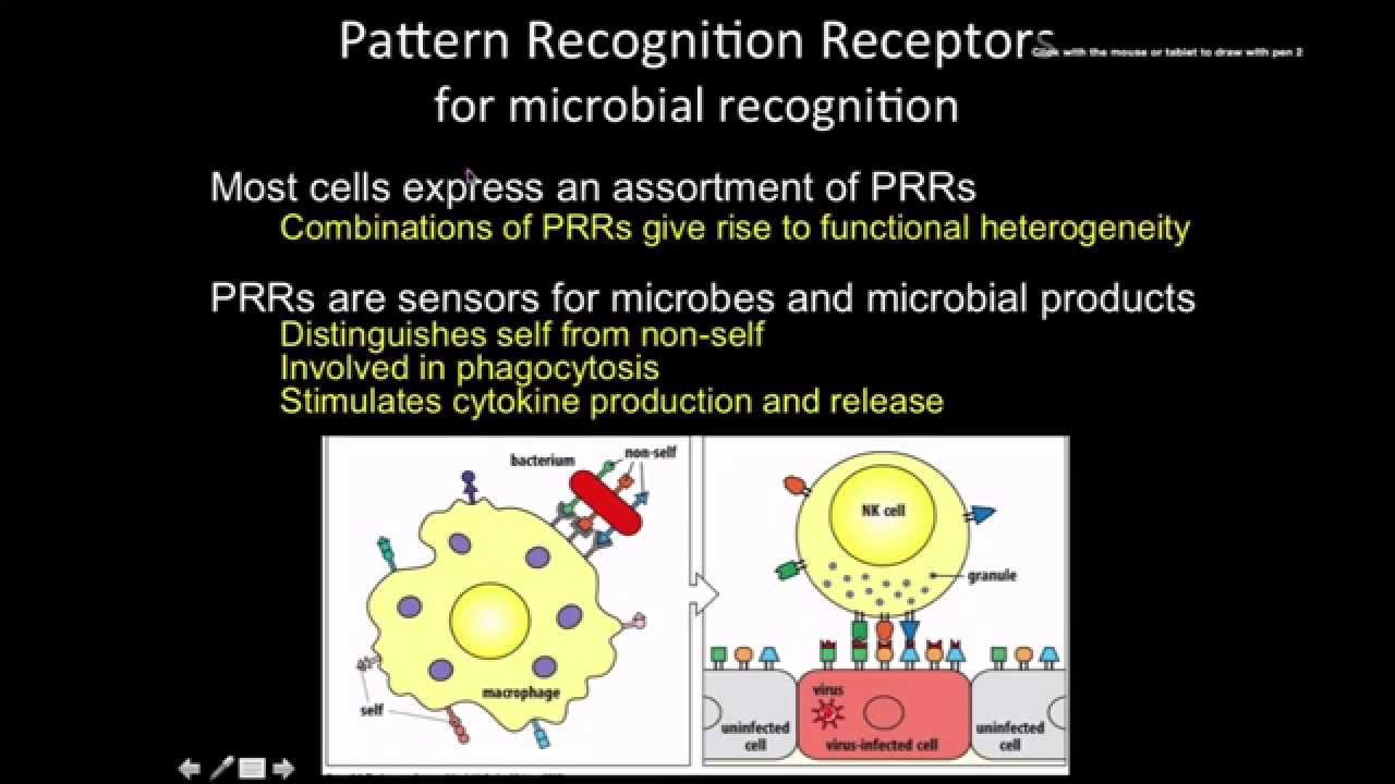 Immunology, the Innate immunity: phagocytic receptors - YouTube