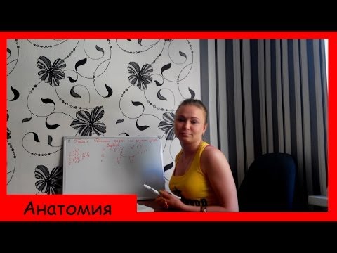 Решение задачи на группы крови.