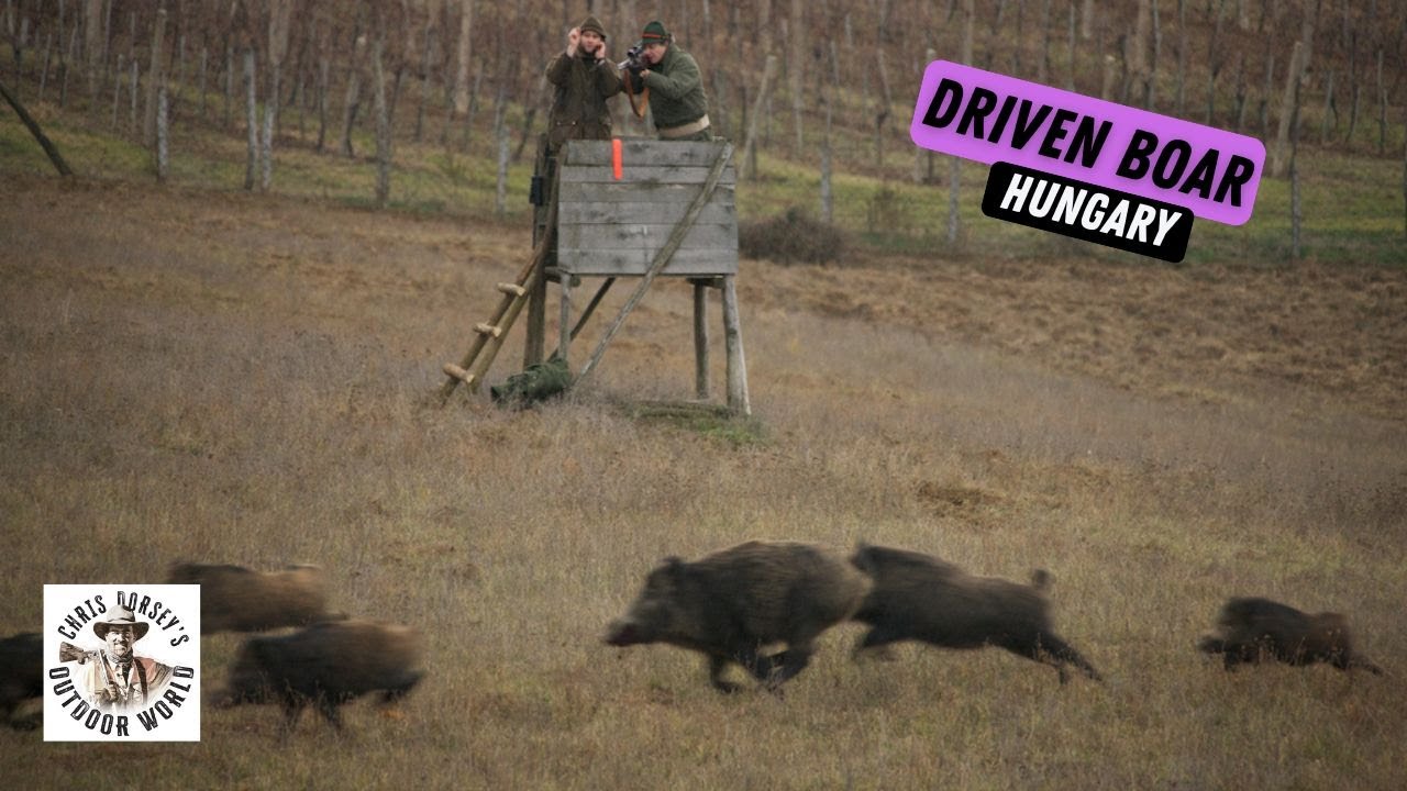 Driven Boar in Hungary - YouTube