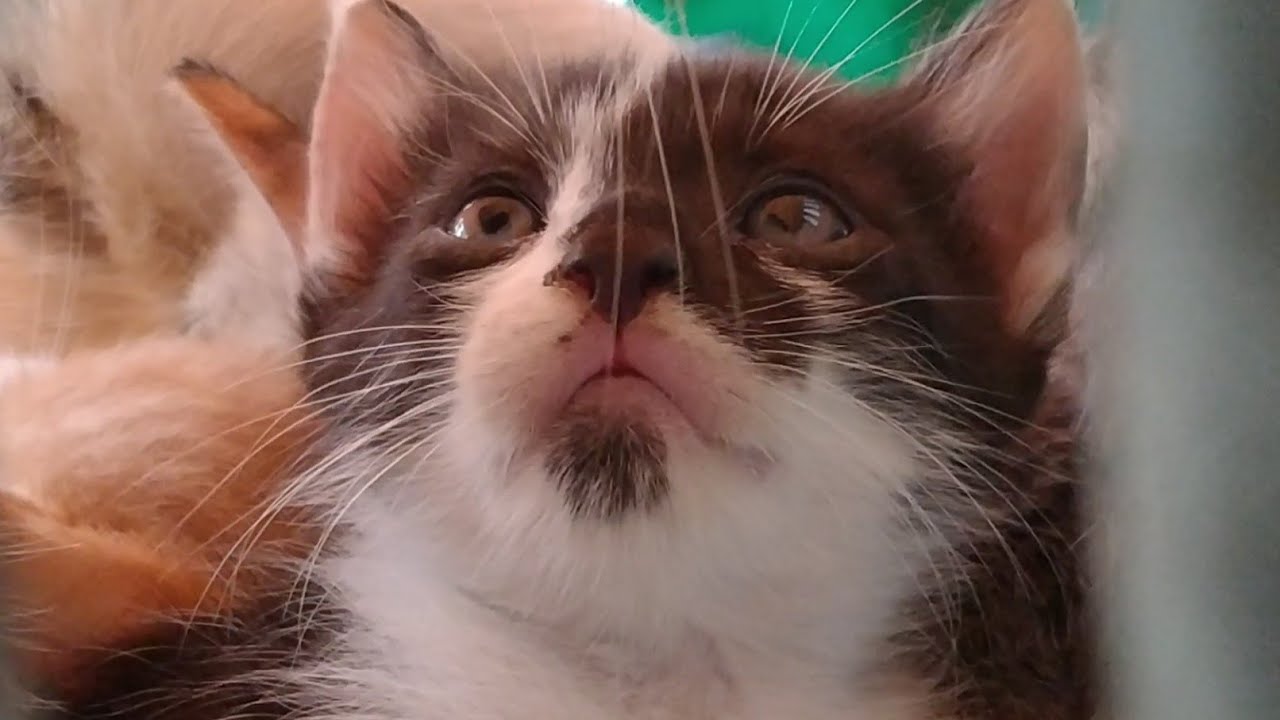 Another Rescue Today Rescued Mother Cat With Her 6 Adorable Cute ...