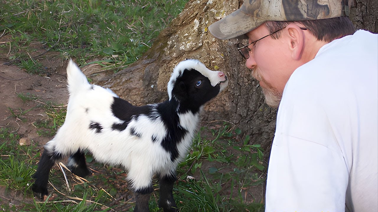 Wildcard Wednesdays! | Baby Goats - YouTube