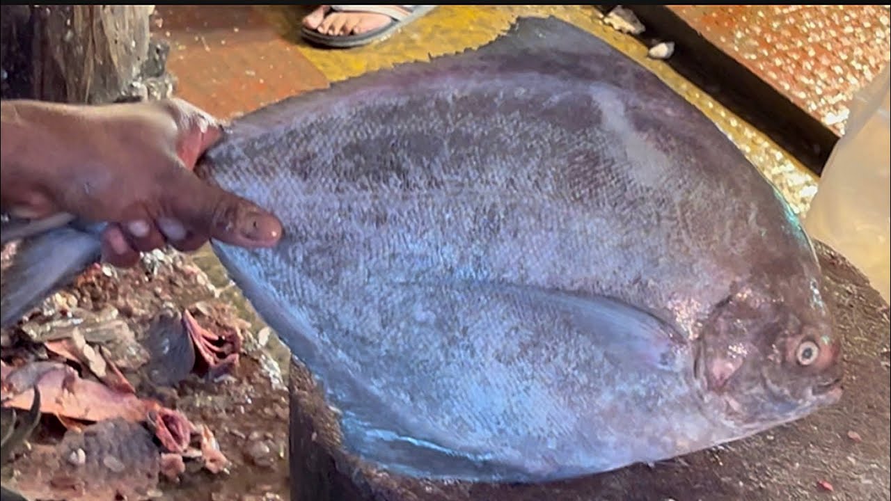 Incredible Big Black Pomfret Fish Cutting Skills | Amazing Fish Cutting ...