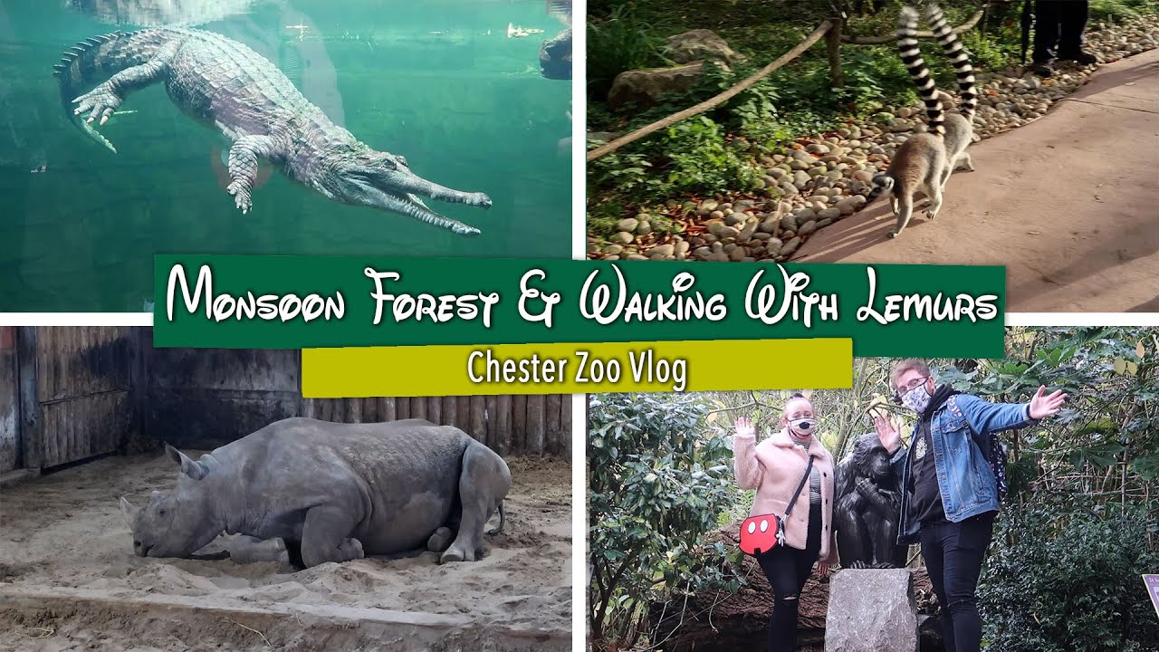 The Newly Reopened Monsoon Forest & Walking With Lemurs | Chester Zoo ...
