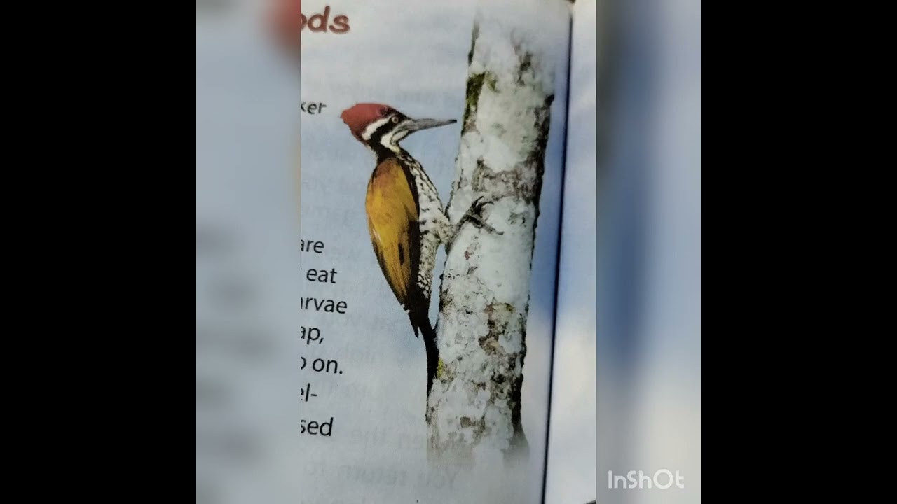 Birds 🦅🦉🦇🐓🐔🐣🐤🐥🐦🦜🕊️🦤🦢🦩🦚🦃🦆🐧 - YouTube