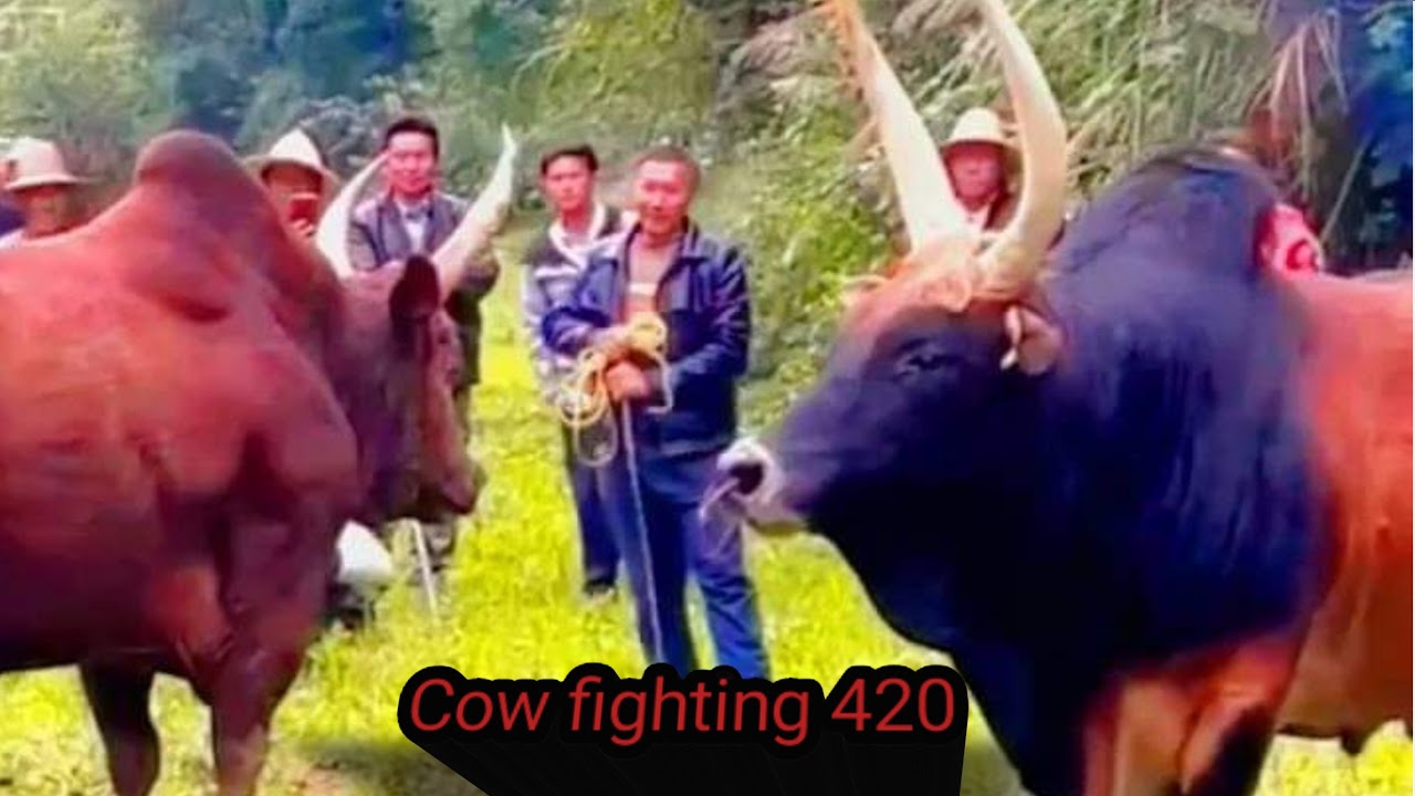 Cow fighting 420 - YouTube