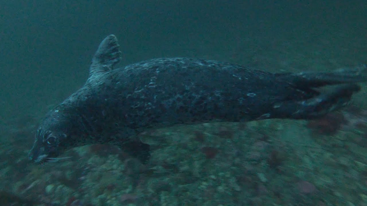 Dancing with Seals - YouTube