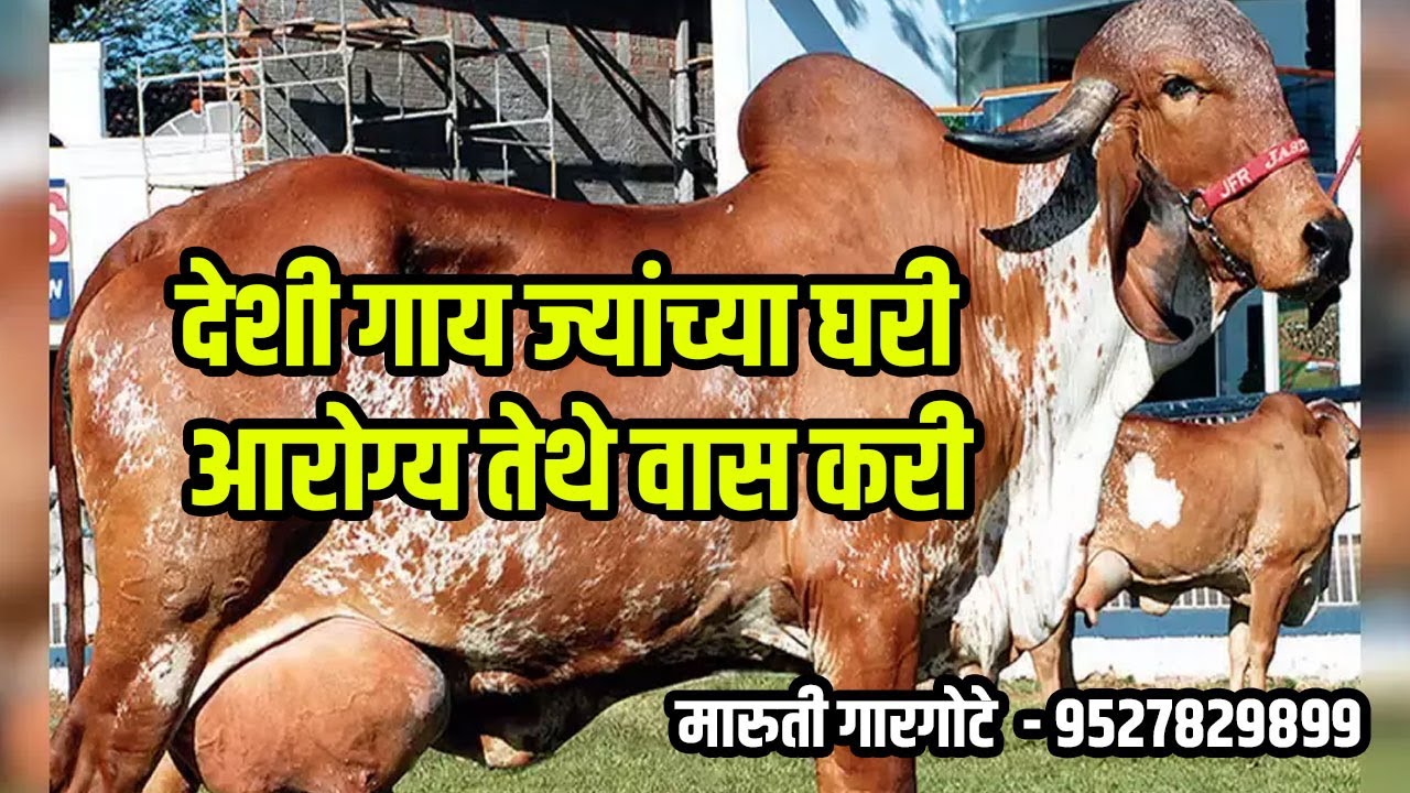 Desi Cow Milk at your Door Step in Thane and Mumbai for Free | Geer Cow ...