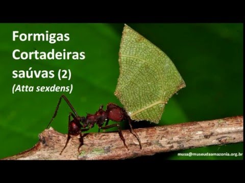 Saúva ou formiga-cortadeira (Atta sexdens) - YouTube