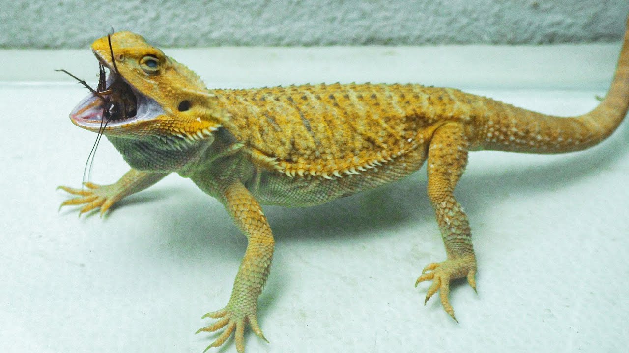 Bearded Dragon eating two cockroach! Warning Live Feeding - YouTube