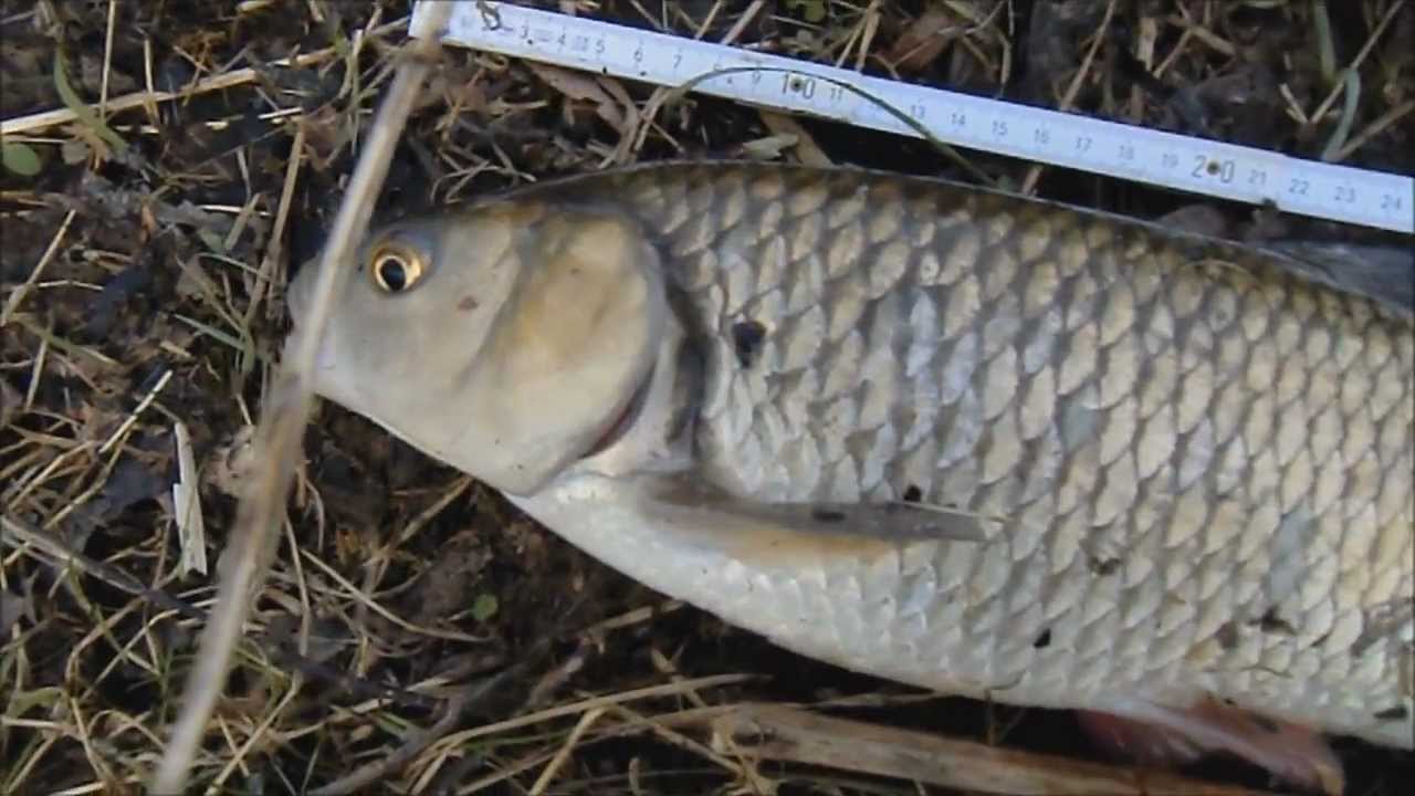 Blog: Im Winter auf Weißfische - YouTube
