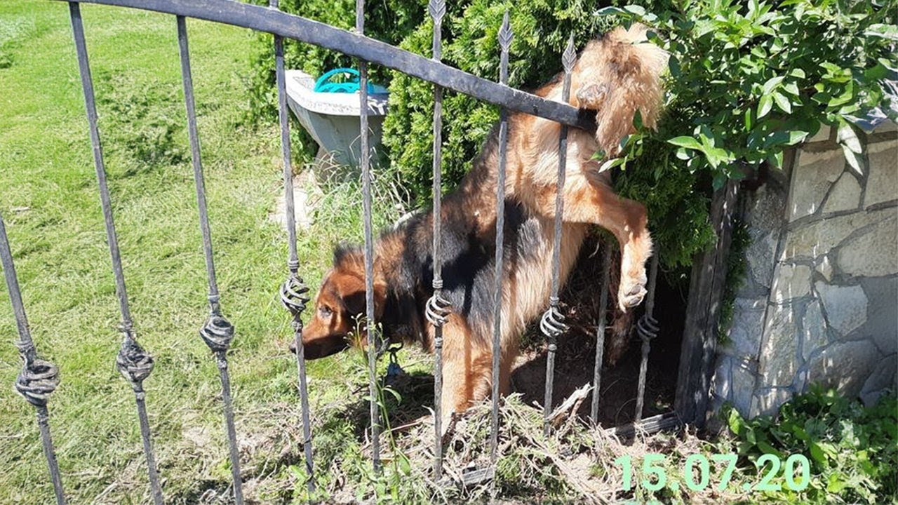 He stuck in the fence for days because so thirsty, he wagged his tail ...