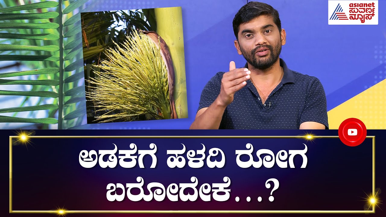 ಶೃಂಗೇರಿ ಭಾಗದಲ್ಲಿ ಅಡಕೆಗೆ ಹಳದಿ ರೋಗ ಬರಲು ಕಾರಣ ಏನ್ ಗೊತ್ತಾ ? | Nivedan Nempe ...