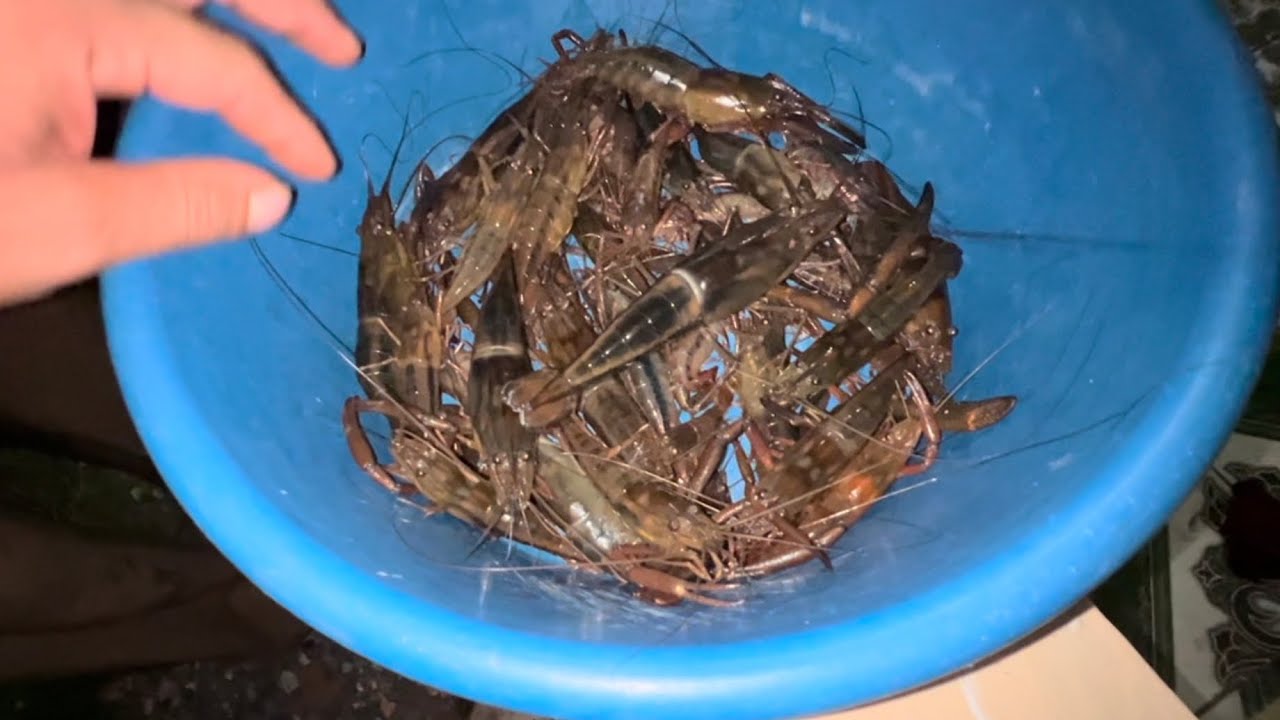 Mira todos los camarones de río que atrapamos - YouTube