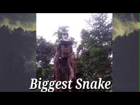 viral Biggest snake caught on Camera - YouTube