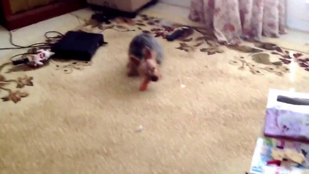 Treat time after bath time lol - YouTube