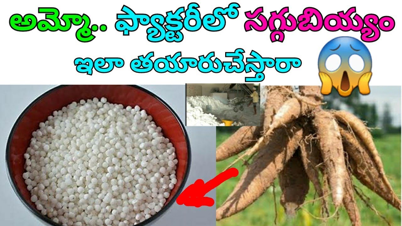 ఫ్యాక్టరీలో సగ్గుబియ్యాన్ని ఇలా తయారుచేస్తారు | How Is Sabudana Made ...