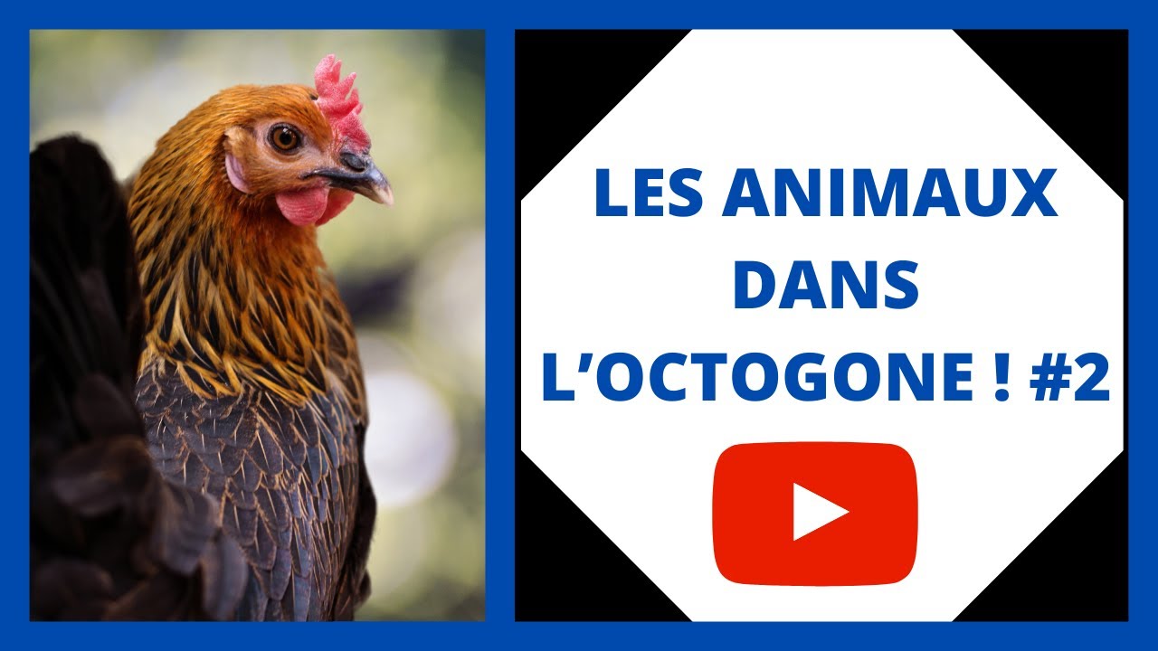 2020] - LES ANIMAUX DANS L'OCTOGONE! BAGARRE #2 ★ - YouTube