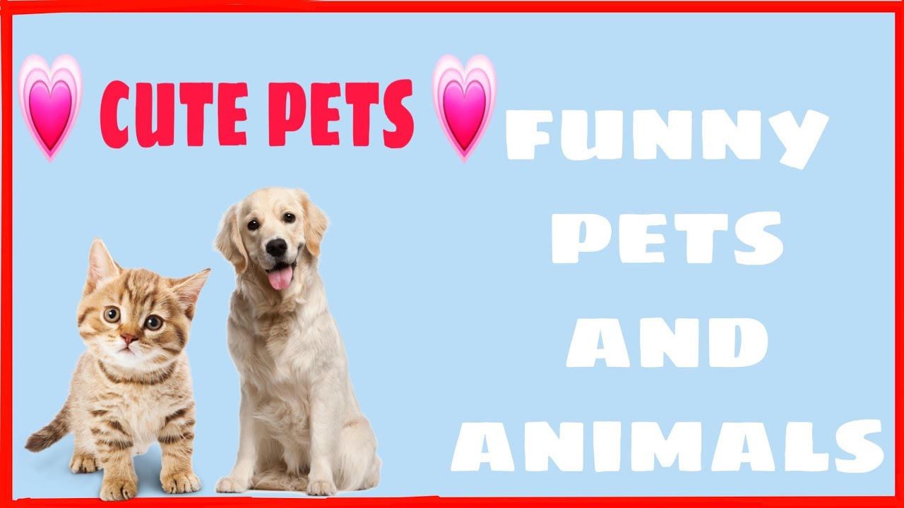 Funny Cats Will Make You Laugh For Hours!!! Compilation, Clean, No ...