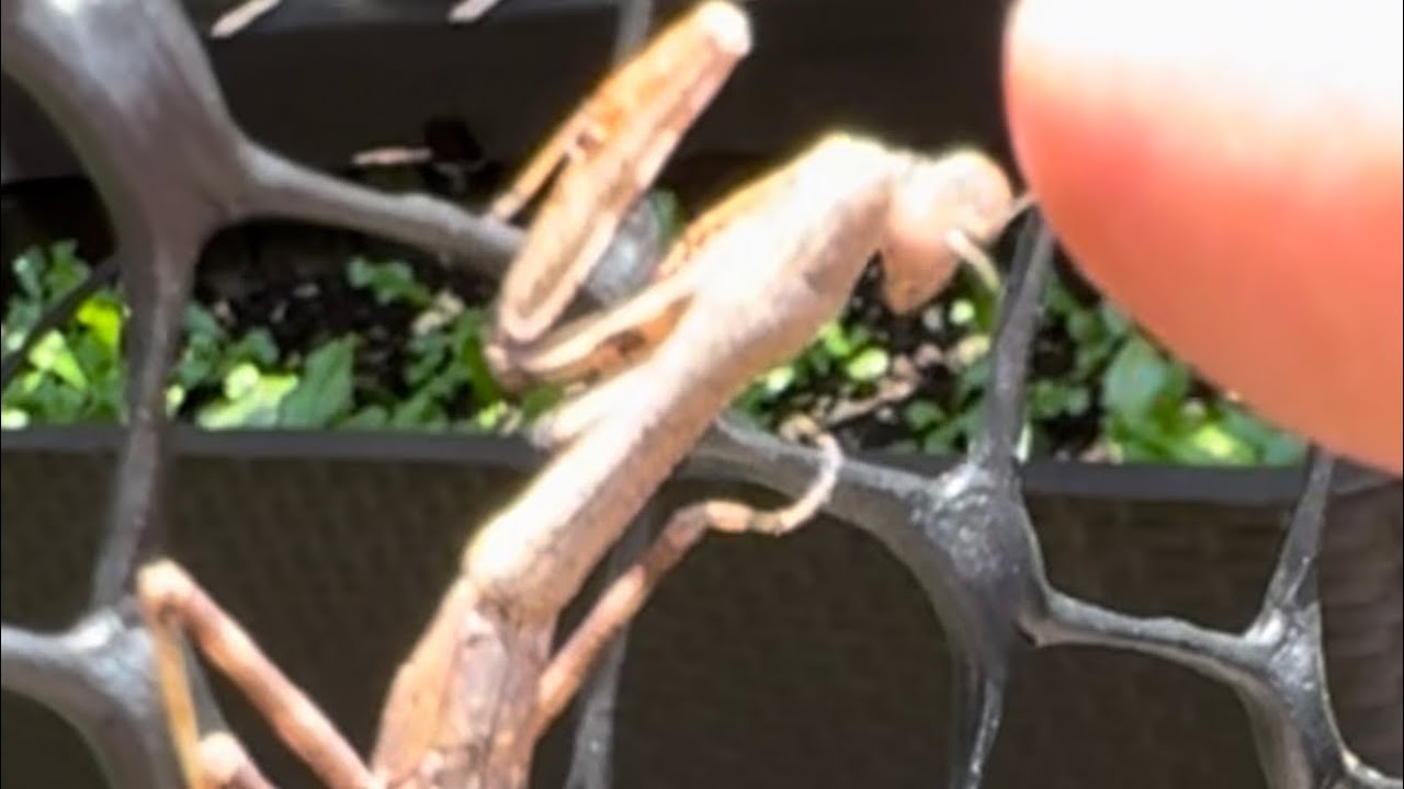 Unbelievable! Praying Mantis wanted to fight but let me pet it instead ...
