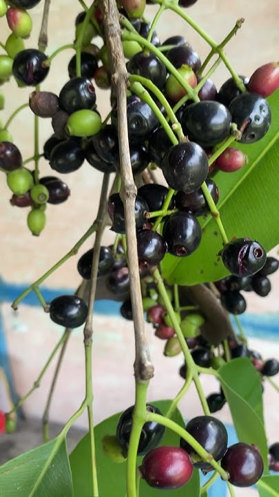 Java Plum Fruits || जामुन #shorts #deepakmagar - YouTube