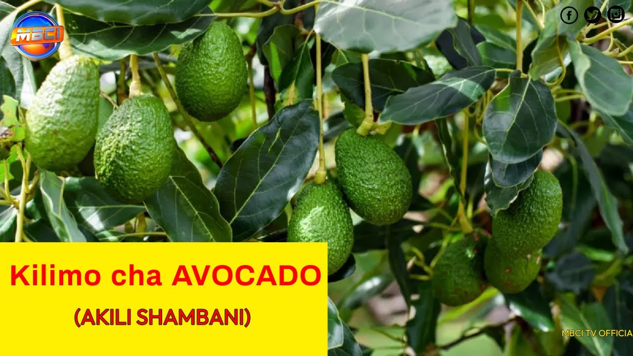 AVOCADO AS A SOURCE OF INCOME - Kilimo cha Avocado, Parachichi || AKILI ...
