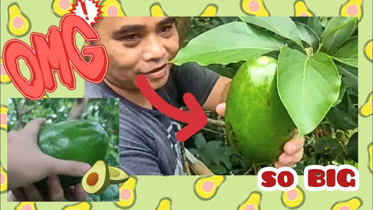 SUPER LAKI NG AVOCADO || HARVESTING AVOCADO || BACKYARD PLANT - YouTube