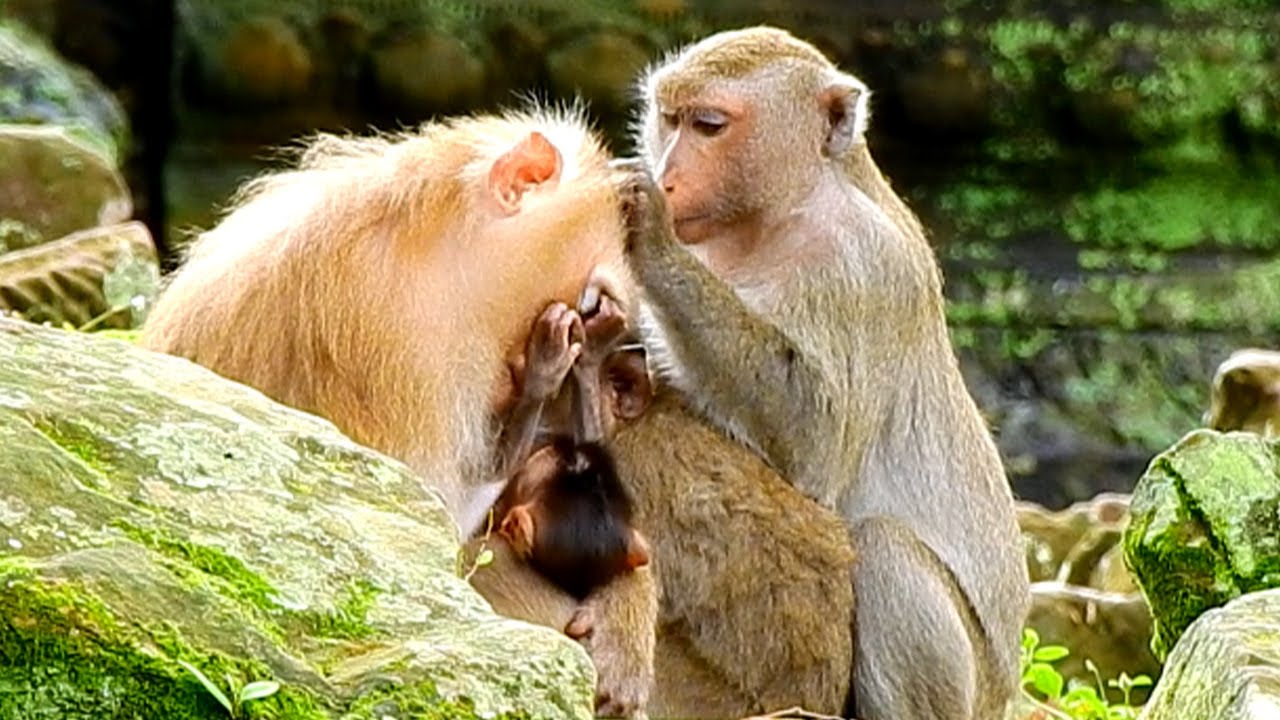 MG..Hur-t Eye! Brady Monkey Not Happy Even Rose Monkey Full Time Allow ...