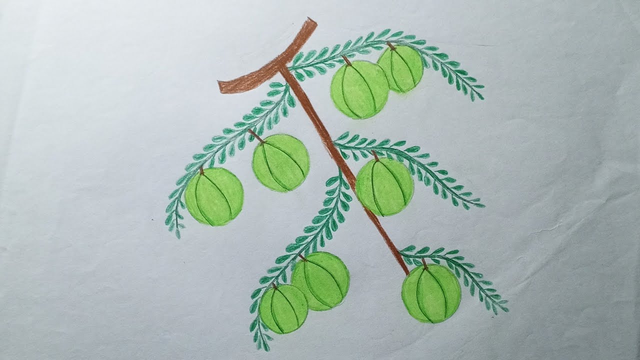 How to draw gooseberry drawing easy Easy Amla drawing gooseberry ...