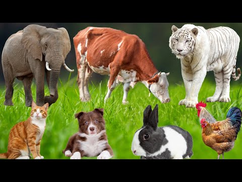Animaux de la ferme mignons : chien, porcelet, vache, lapin, chat, cheval, poulet, canard, paon –...