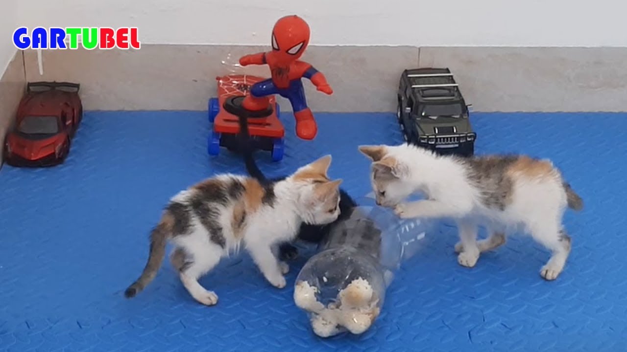 Meal Challenge With 3 Cute Kittens - Funny Cats Videos Date 16/02/2023 ...