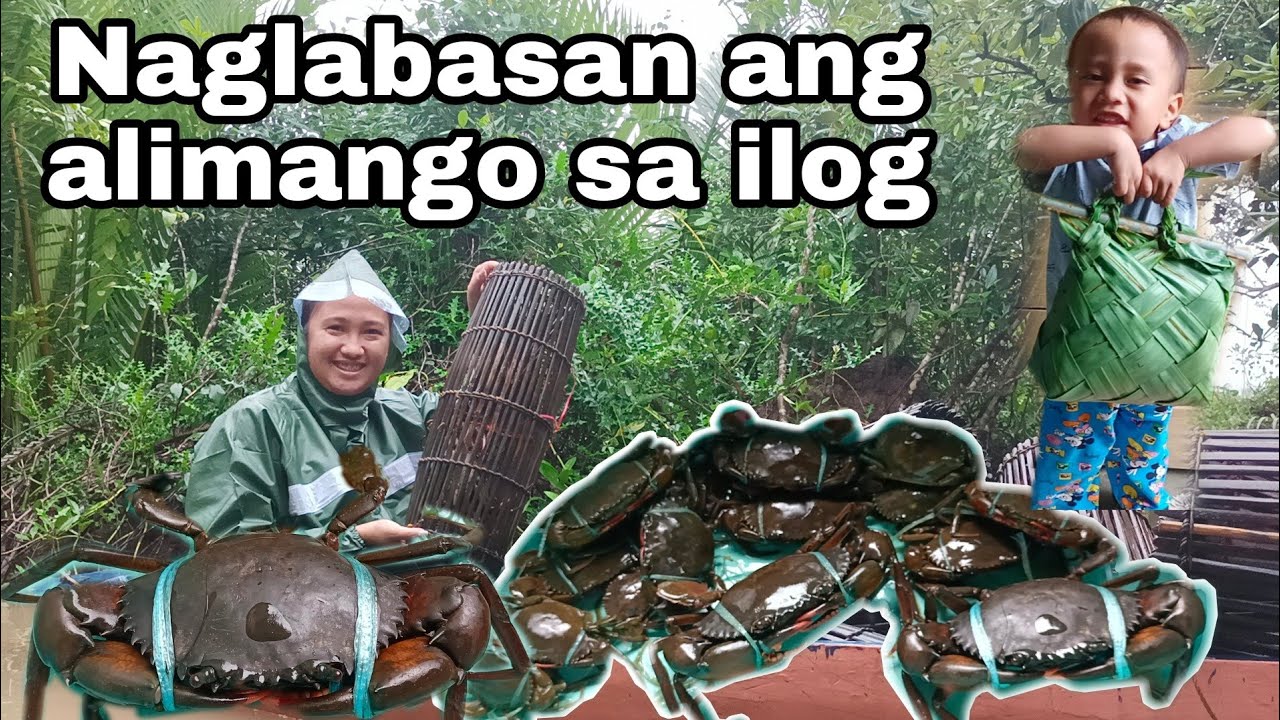 Maraming alimango sa ilog dahil sa malakas na ulan| kasama SI maloy sa ...