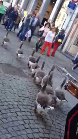 Goose parade in Bruges October 2013 - YouTube