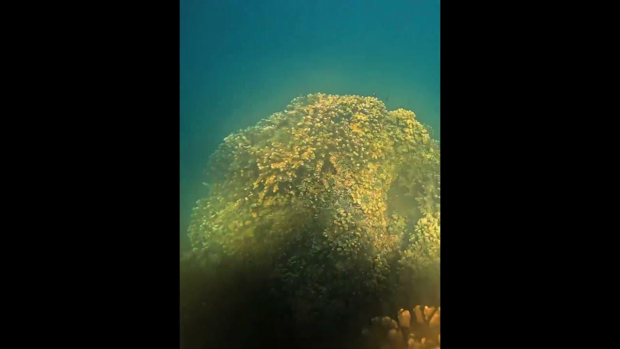 Shell Return - YouTube