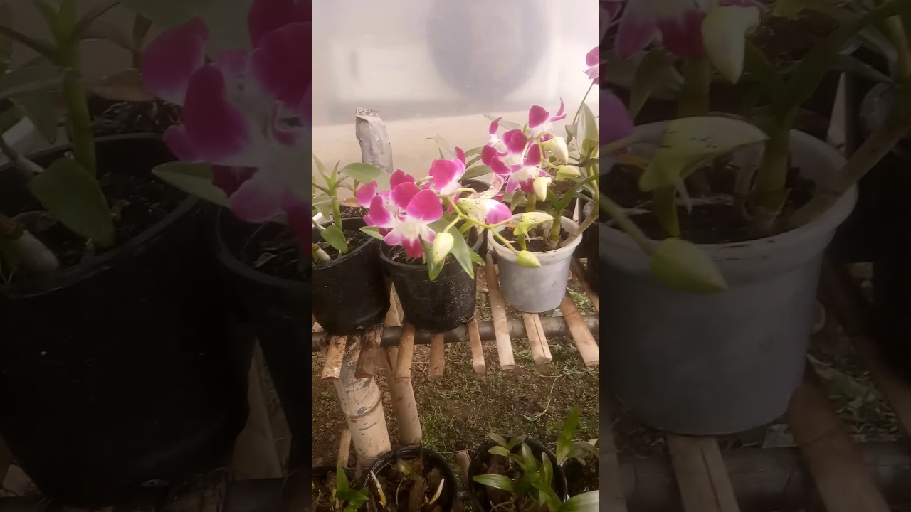 Flower garden - YouTube