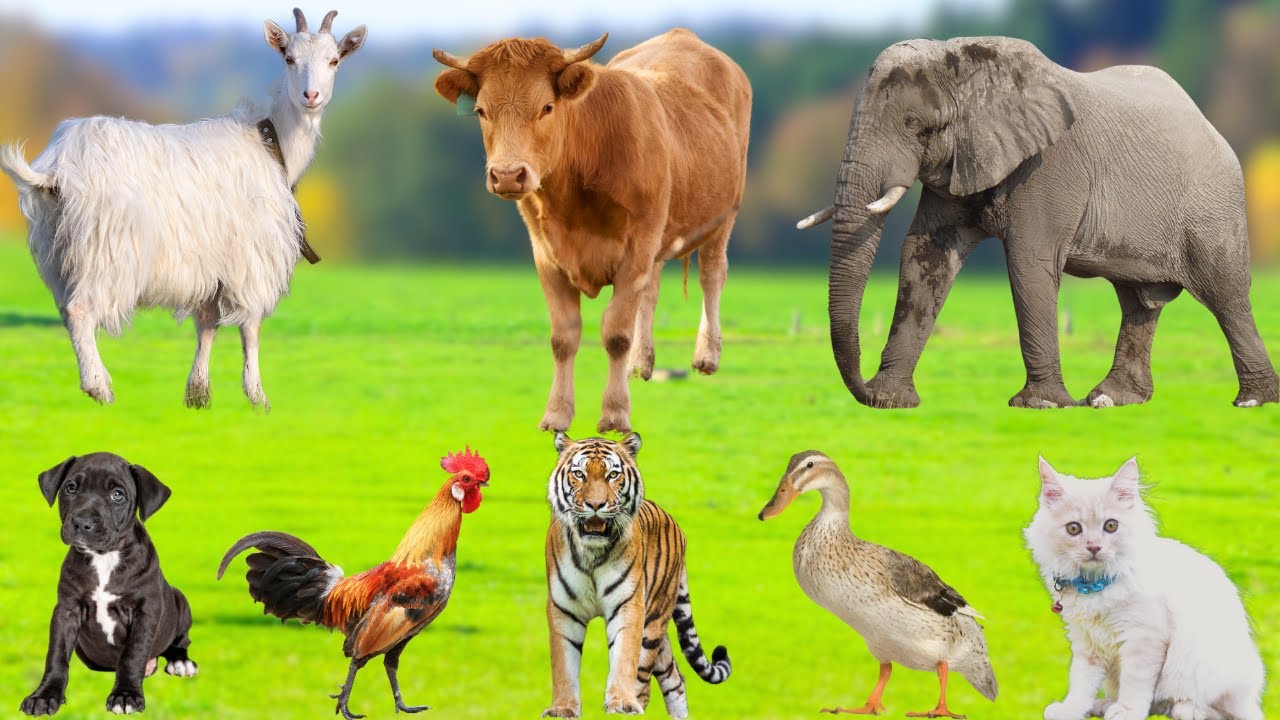 Distinguishing The Sounds of Farm Animals : Chicken, Duck, Cow, Pig ...