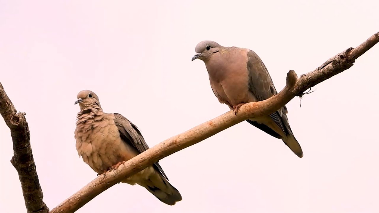 POMBA AVOANTE (ZENAIDA AURICULATA), EARED DOVE, JURITI-CARREGADEIRA ...