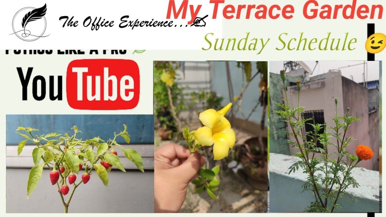 Terrace Garden | Plantation On Roof | Plantation On Terrace | Chat Par ...