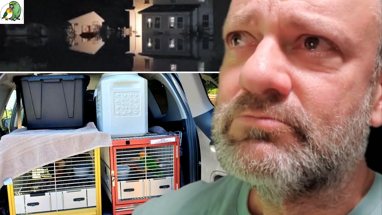 Rescue Parrots Left Homeless After Hurricane Ida | Parrot Rescue - YouTube