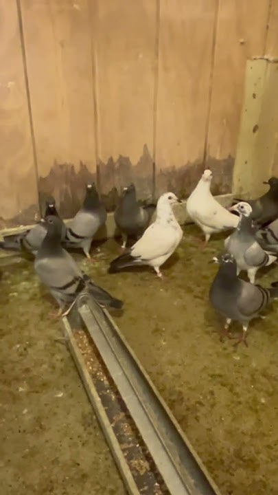 Los pichones!!! - YouTube