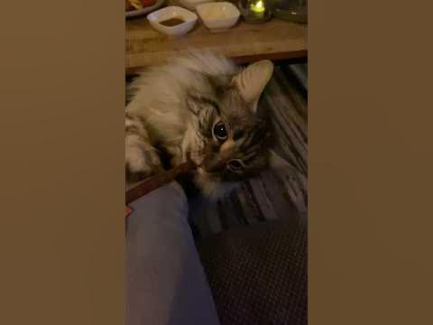 Eevee: The Nomming kitty #mainecoon #cat #eevee #floof #cute #floofy #beautiful #cute #goofy ...