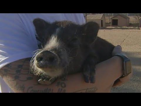 Better Piggies Rescue in Phoenix | FOX 10 AZAM - YouTube
