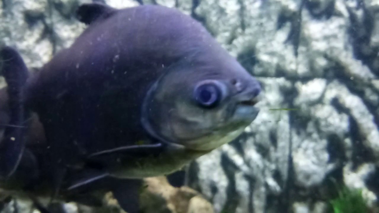 Red belly pirhana fish - YouTube