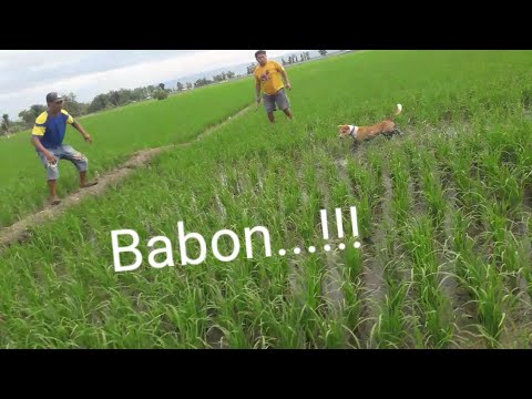 Sampai Terkecoh...!!! Predator(biawak)Babon#77 - YouTube