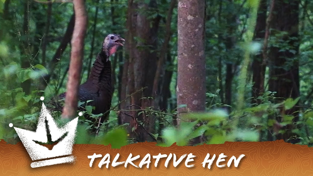 SO YOU WANT TO BE A BETTER CALLER?/REAL HEN TALK/BEST KEE KEES ON ...