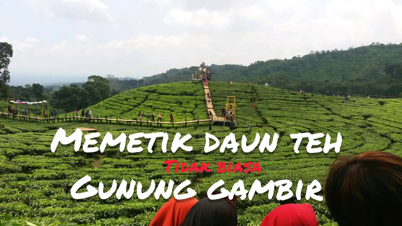 Cara Cepat Petik Daun Teh || ALAT PERTANIAN MODERN - YouTube