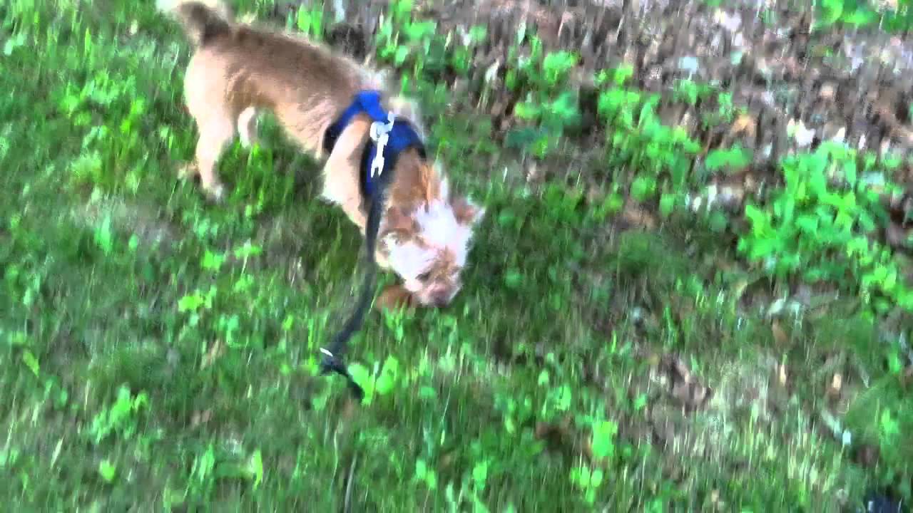 Princess Leah - YouTube