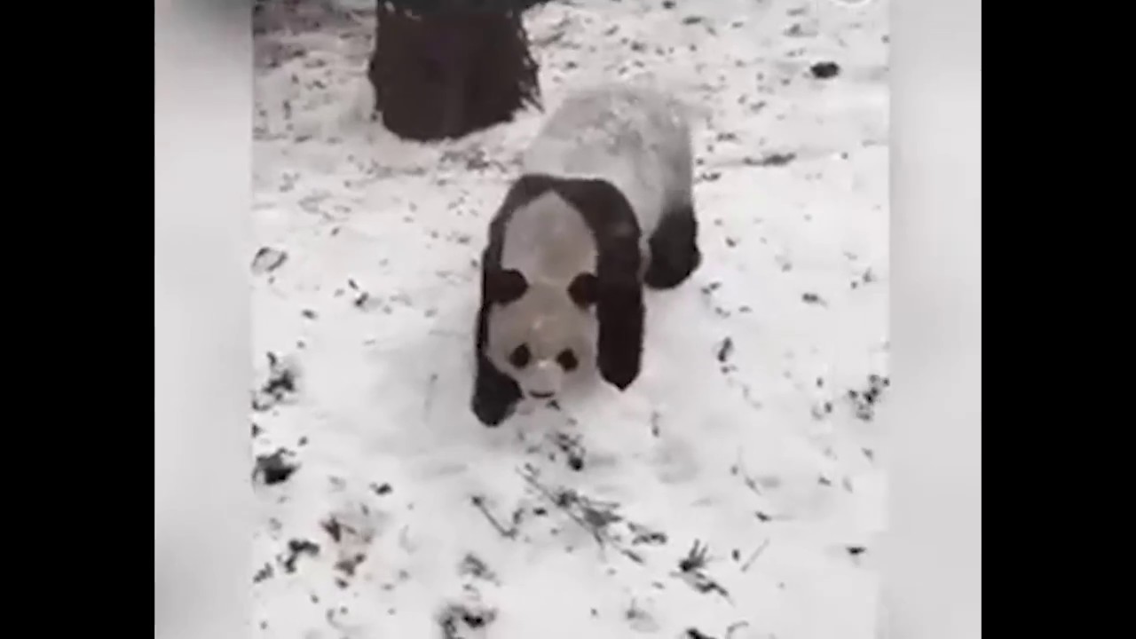 The Last Panda - YouTube