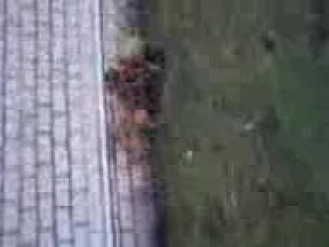 Agsu Qaraqoyunlu it davasi