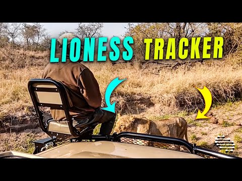 Lioness Approaches Safari Tracker